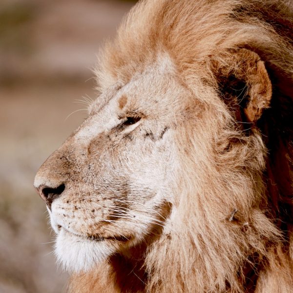 Proud King Of The Jungle, It's Leo The Lion! – Star Sign Style