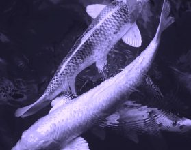 Astrology, Fashion & Beauty – Pretty Pisces Style...