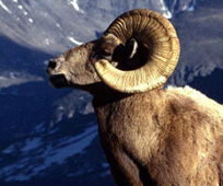 Fashion, Beauty & Astrology Style – All About Amazing Aries...