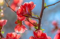 The Corn Carrying Lady Of Harvest, Learn About Virgo The Maiden ...