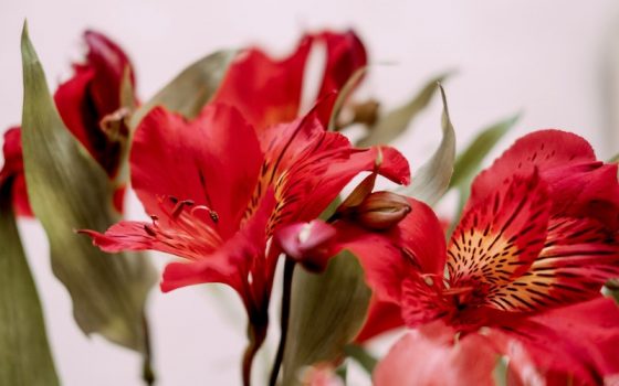 Flowers For Scorpio And Scorpio Season With Their Meaning