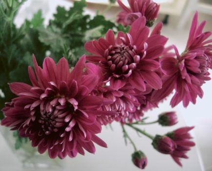 Flowers For Scorpio And Scorpio Season With Their Meaning