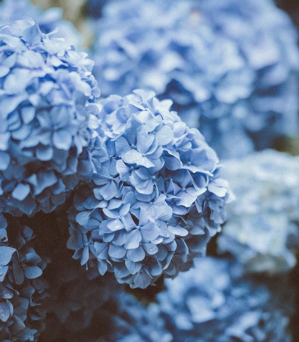 Pick The Perfect Bunch By Zodiac Sign: Flowers For Libra...