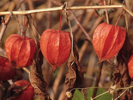 Flowers For Scorpio And Scorpio Season With Their Meaning